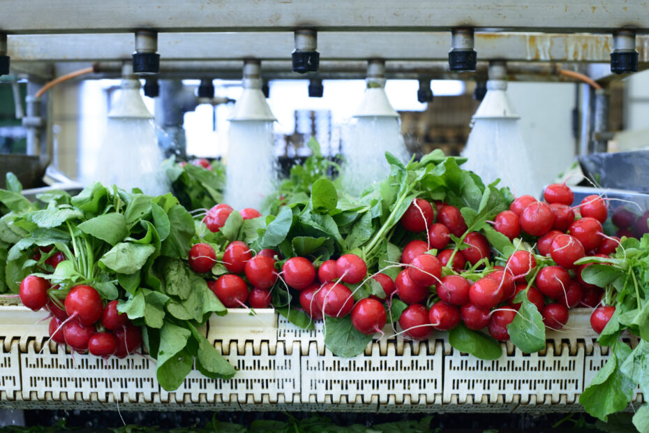 conveyors in the fruits and vegetables industry