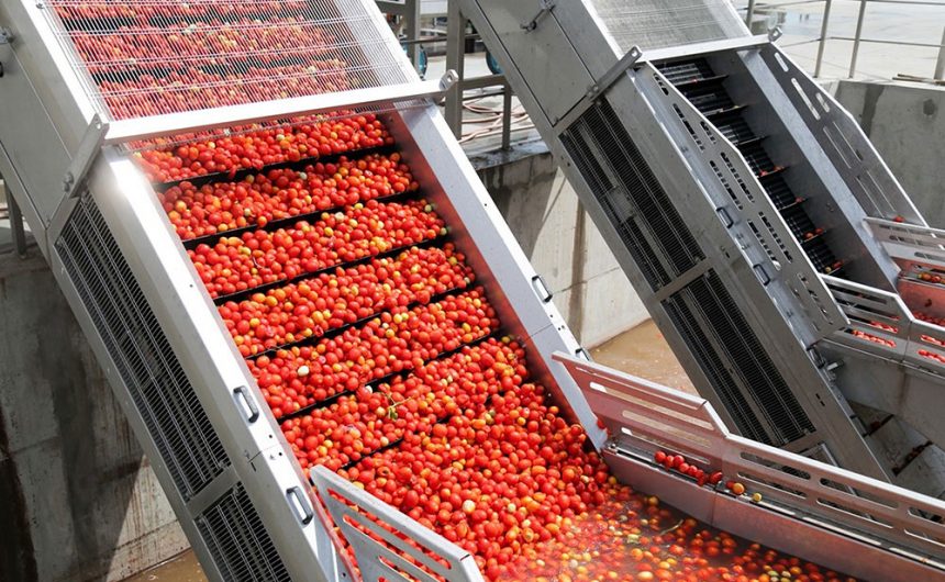 conveyors in the fruits and vegetables industry